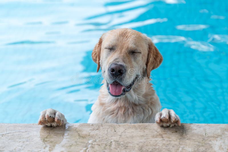 Labrador Retriever Happily Playing in the Pool Stock Photo - Image of ...