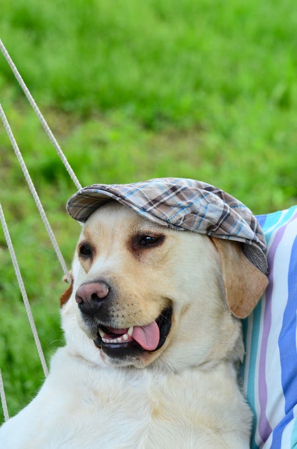 Labrador Retriever with Hat Posing Stock Image - Image of close ...