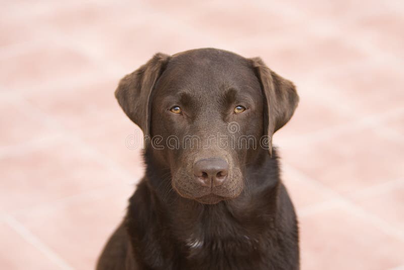 Labrador Retriever - Head on Stock Photo - Image of attractive, choccy ...