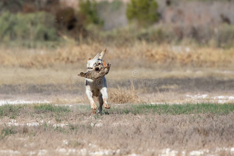 Labrador Retriever during a Hunt Field Test Stock Photo - Image of ...