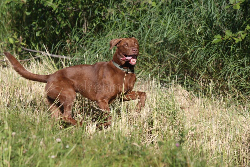 Labrador retriever hunting stock photo. Image of labrador - 7214054