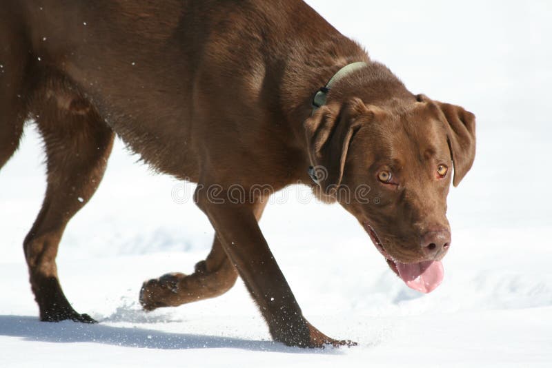 Labrador retriever hunting stock image. Image of labrador - 7214069