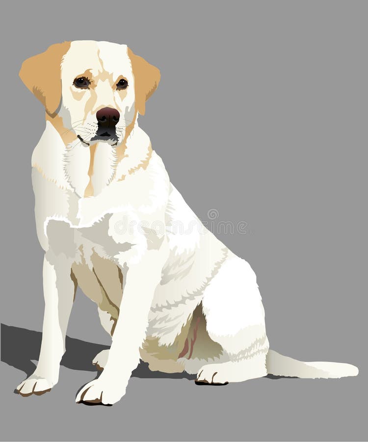 Vector Yellow Dog Breed Labrador Retriever Sitting Stock Vector ...