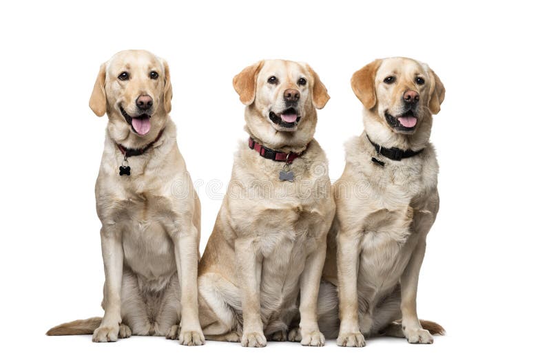 Group of Labrador Retriever Dogs Sitting Stock Photo - Image of front ...