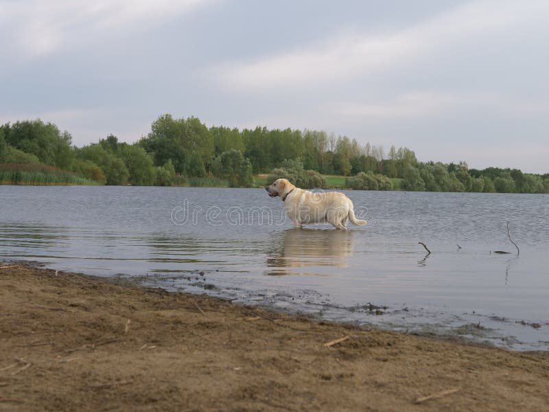 Labrador Retriever in a Lake Stock Photo - Image of water, labrador ...