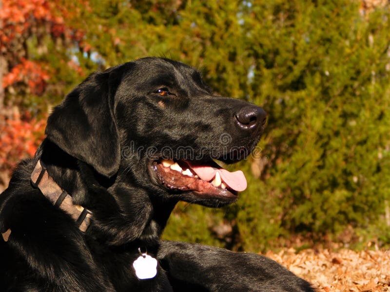 Labrador Retriever Laying in the Sun Stock Image - Image of carnivore ...