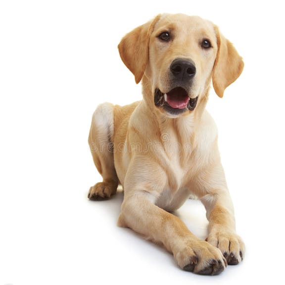 Labrador Retriever Listening Stock Image - Image of breed, golden: 12970599