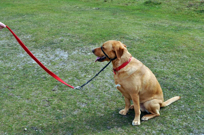 Labrador Retriever on a Long Lead Sitting Stock Image - Image of lead ...