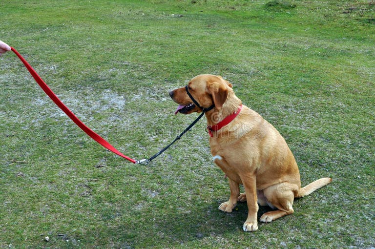 Labrador Retriever on a Long Lead Sitting Stock Image - Image of lead ...