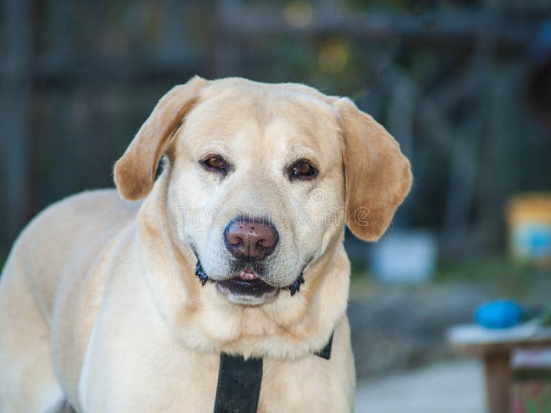 Labrador Retriever Looking Cam Stock Photos - Free & Royalty-Free Stock ...