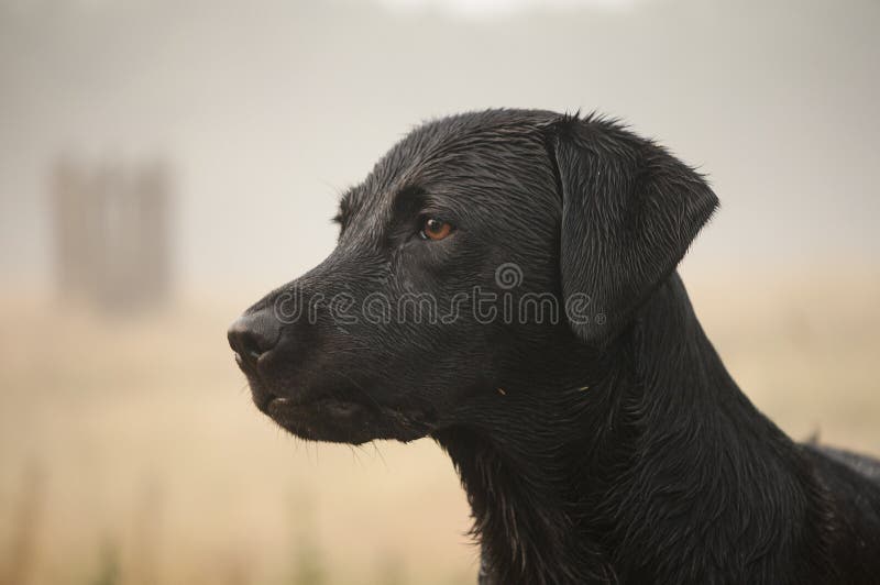 Labrador retriever stock image. Image of pretty, lovely - 56257625