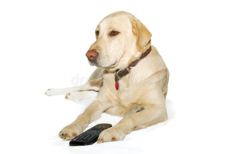 Labrador Retriever Lying with a Television Remote Stock Image - Image ...