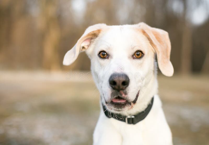 A Black Labrador Retriever Dog Shaking Hands with a Person Stock Image ...