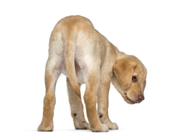 281 Labrador Retriever Back View Stock Photos - Free & Royalty-Free ...