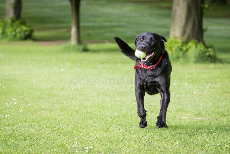 Working Black Labrador Retriever Stock Image - Image of companion ...