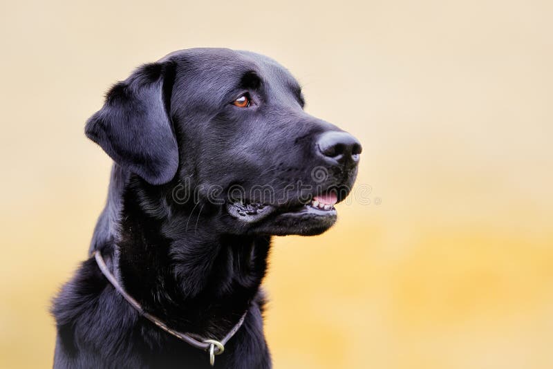 Cara Del Perro Del Labrador Retriever Imagen de archivo - Imagen de ...