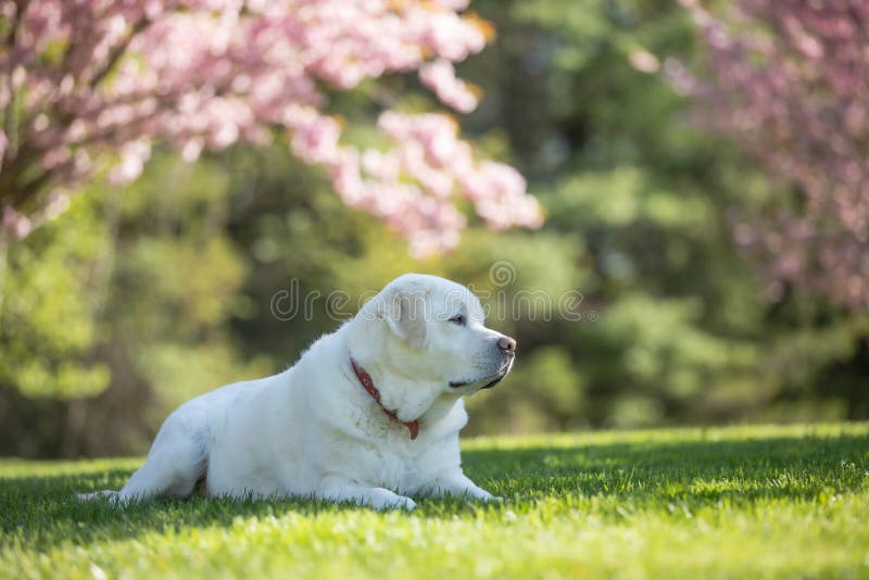 Labrador retiever stock photo. Image of bath, front, hound - 518006