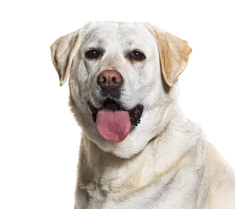 Labrador Retriever Panting, Isolated on White Stock Photo - Image of ...