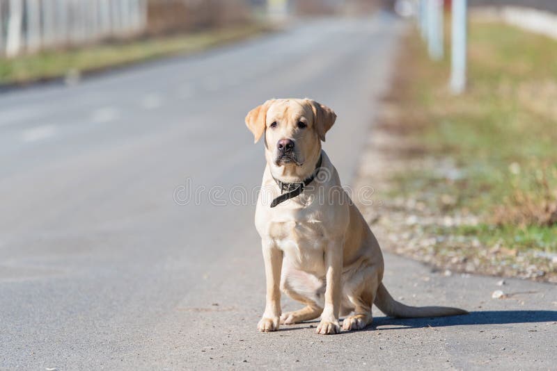 Labrador Retriever Perro Sentado En La Carretera Imagen de archivo ...