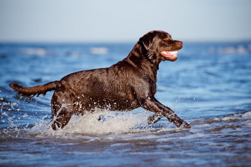 Labrador Retriever Pies W Wodzie Zdjęcie Stock - Obraz złożonej z ...