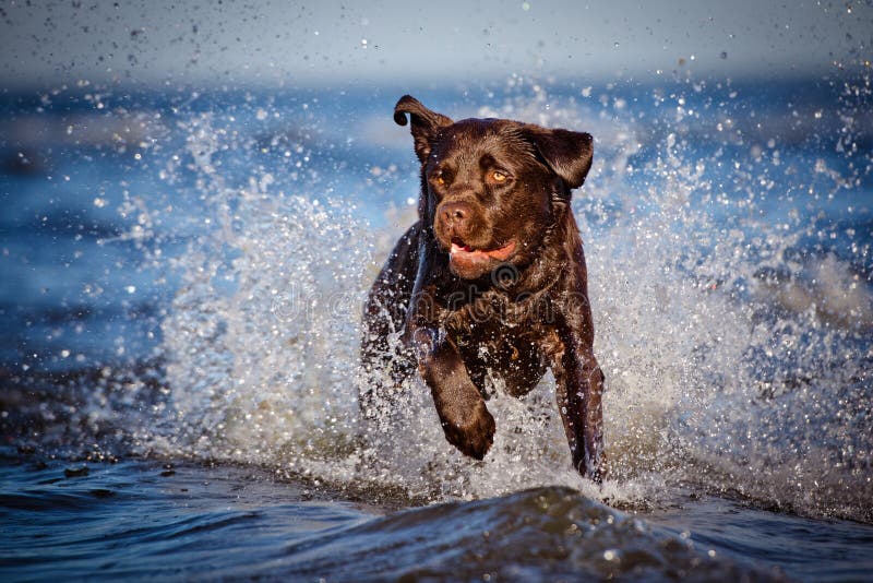 Labrador Retriever Pies W Wodzie Zdjęcie Stock - Obraz złożonej z łapy ...