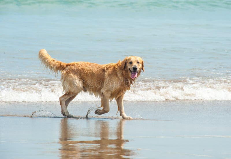 Labrador Retriever Playing at the Beach Stock Photo - Image of sport ...