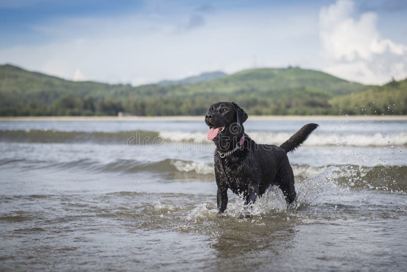 Labrador Retriever Playing On The Beach. Stock Image - Image of golden ...
