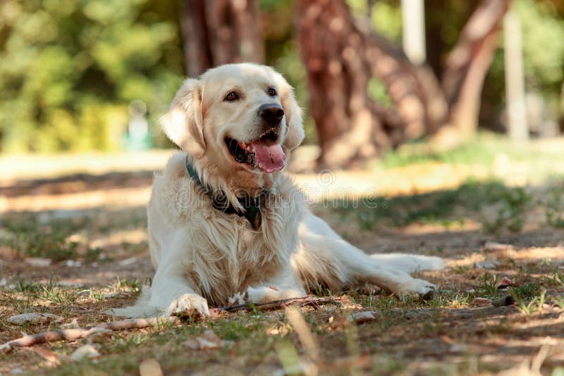 Labrador Retriever Playing in Nature Stock Image - Image of activity ...