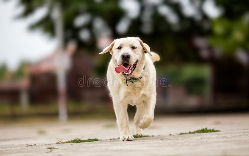 Labrador Retriever Playing in Park Stock Image - Image of play ...