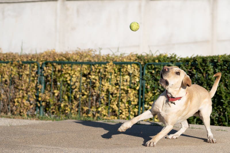Labrador Retriever Playing with a Tennis Ball in a Park Stock Photo ...