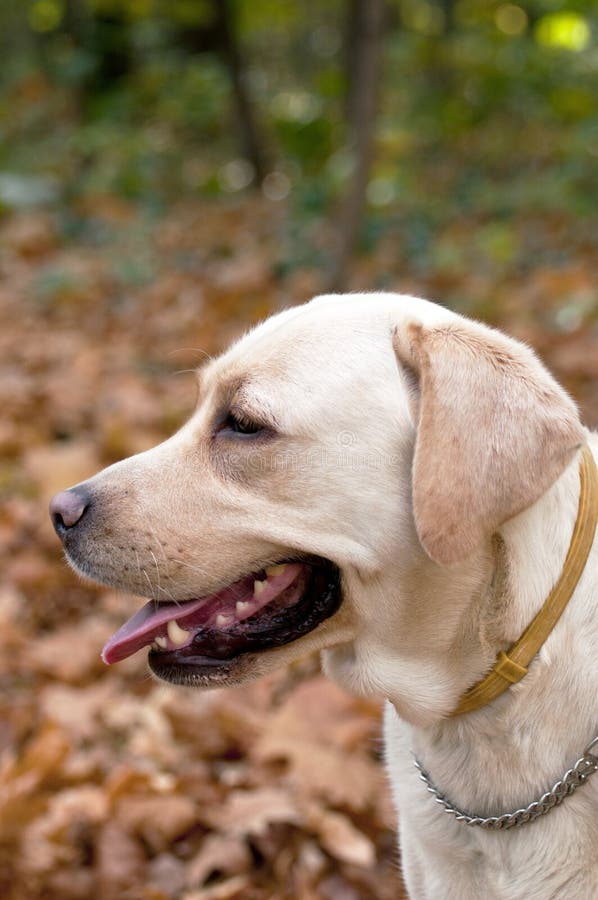 Labrador Retriever Portrait Stock Image - Image of golden, grass: 151734677