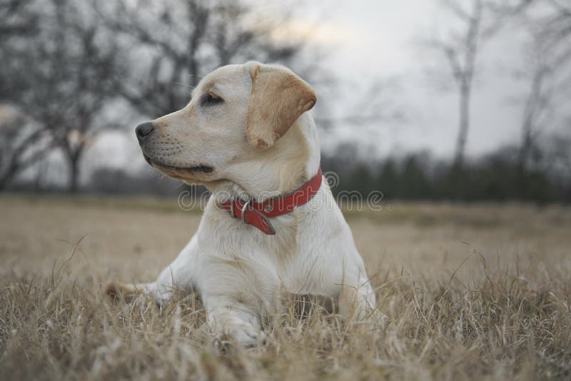 Labrador Retriever Portrait Stock Image - Image of animal, domestic ...