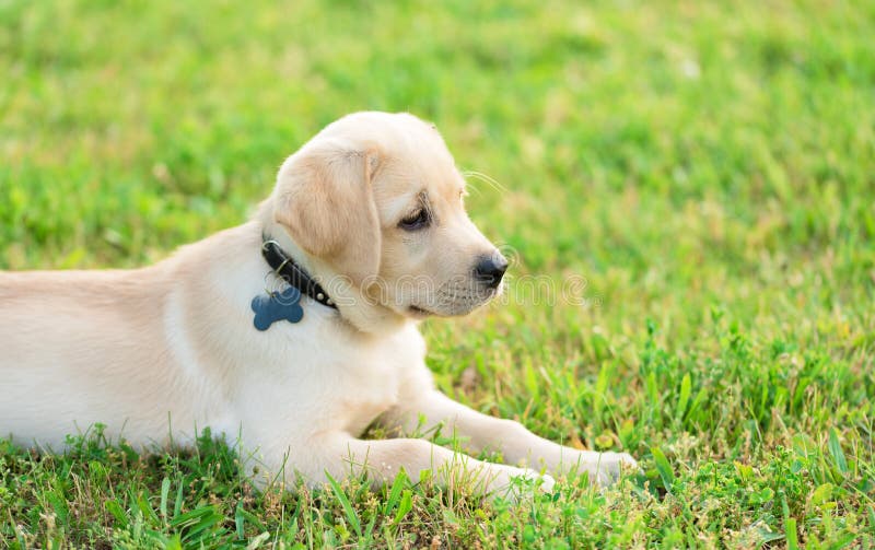 Labrador Retriever Puppy Sitting on the Flower Field Stock Photo ...