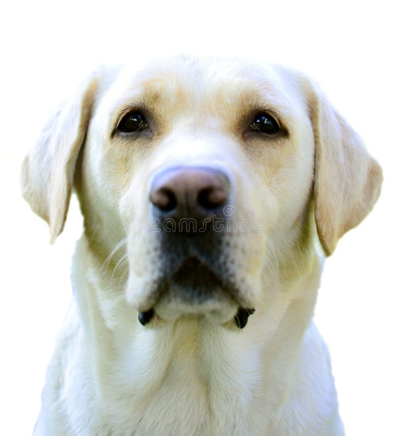 Labrador Retriever Portrait Isolated on White Stock Image - Image of ...