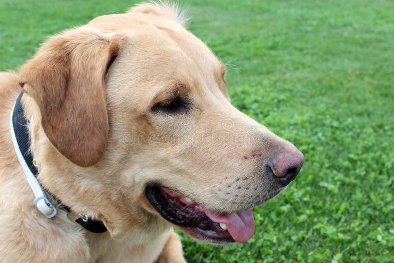 Labrador retriever profile stock image. Image of mascota - 54907305