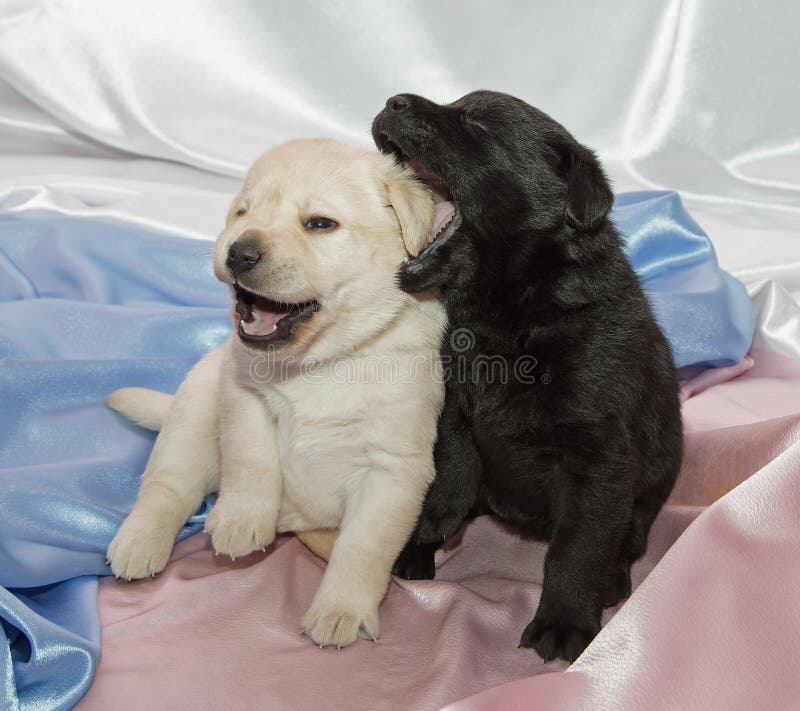 Five Labrador Retriever Puppies Stock Photo - Image of cream, newborn ...