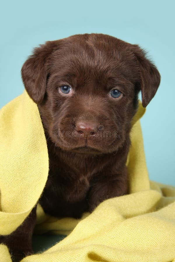 Labrador retriever puppy stock image. Image of cute, canine - 13848379