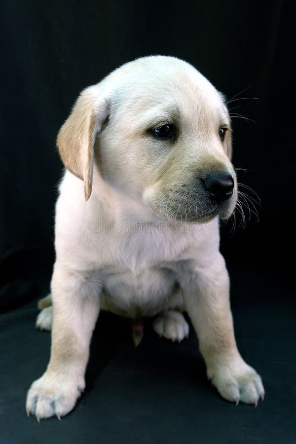 Labrador Retriever Puppy 18 Stock Image - Image of colors, canine: 2322289