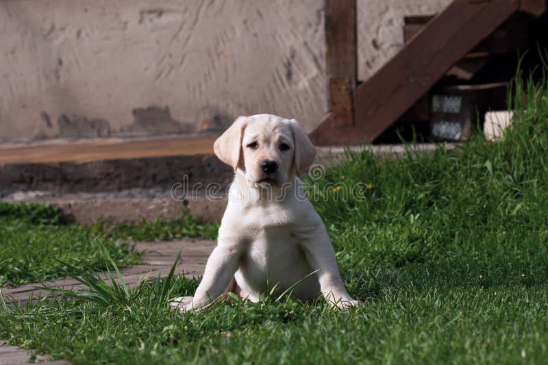 Shar-Pei Puppy stock photo. Image of posing, spar, adorable - 5445004