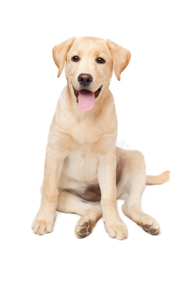 Proud Labrador Retriever stock photo. Image of young - 12970588