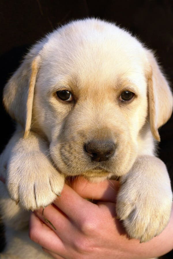 Labrador retriever puppy 3 stock image. Image of puppy - 2202467