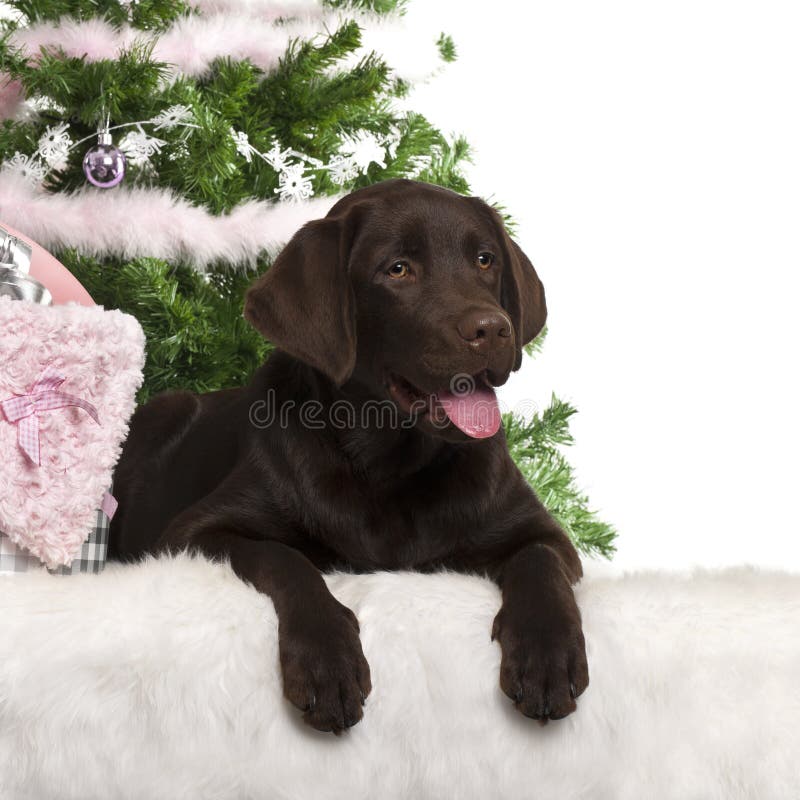 Labrador Retriever Puppy, 5 Months Old, Lying Royalty Free Stock Photos ...