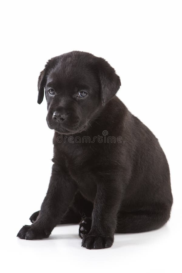 Black Labrador Retriever Puppy Stock Photo - Image of labrador, breed ...