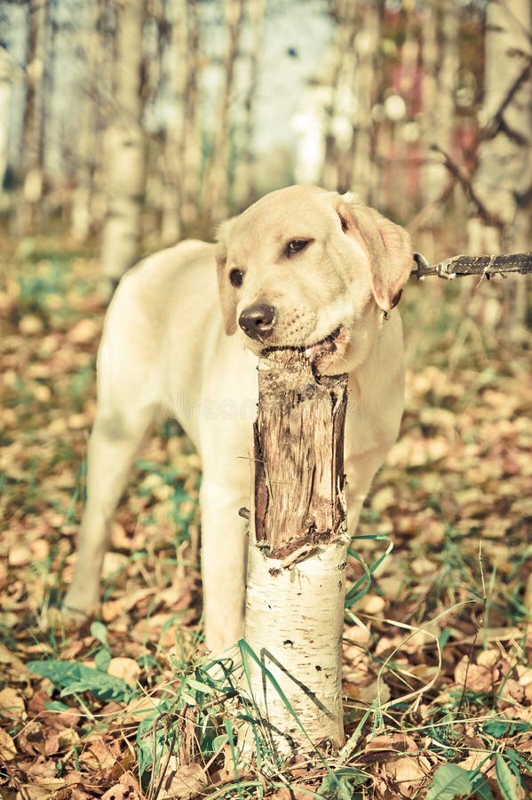 A Labrador Retriever Puppy Bites a Birch Stump Stock Image - Image of ...