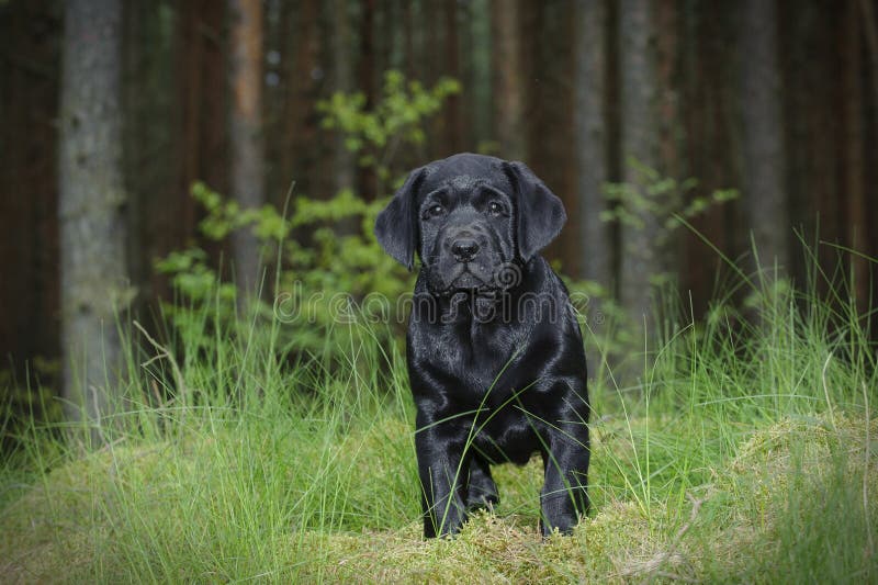 Labrador retriever puppy stock image. Image of friend - 78160427
