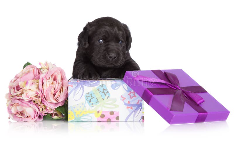 Labrador Retriever Puppy in a Gift Box Stock Photo - Image of purebred ...
