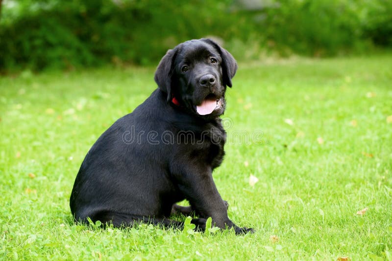 Labrador Retriever Puppy on the Grass Stock Image - Image of spring ...