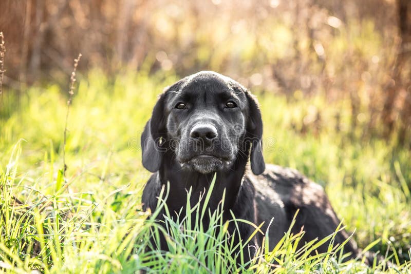 Labrador Retriever Puppy in Green Grass Stock Image - Image of forest ...