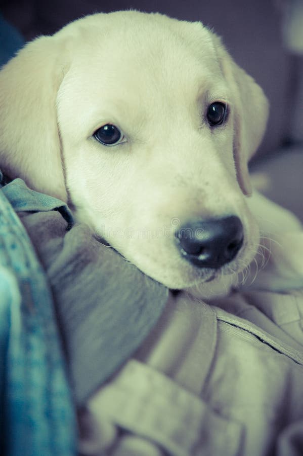 A Labrador Retriever Puppy Lying in Hugs Stock Image - Image of muzzle ...