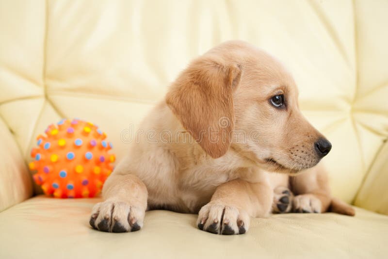 Labrador retriever puppy stock image. Image of sofa, puppy - 68386679